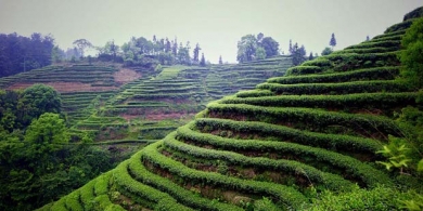 迷叶香—介绍茶叶知识
