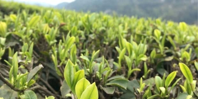 迷叶香—介绍茶叶知识